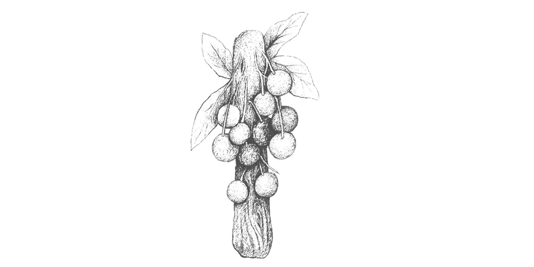 Native Power Serum – MV SKINTHERAPY